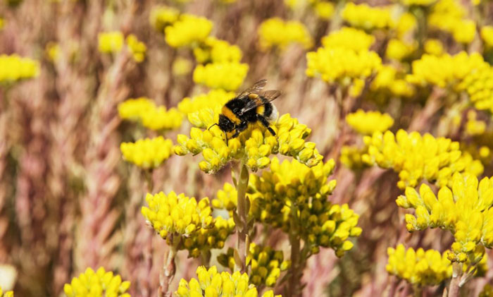 El País de los Jóvenes
